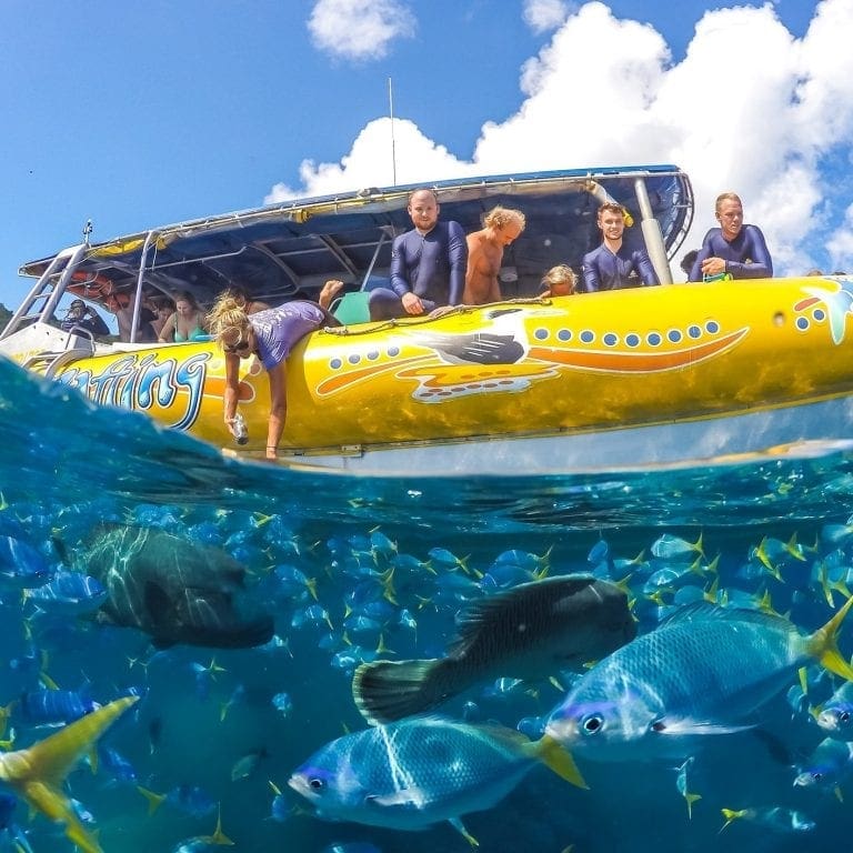 Maori Wrasse - The Friendliest Fish on the Reef - Ocean Rafting Website
