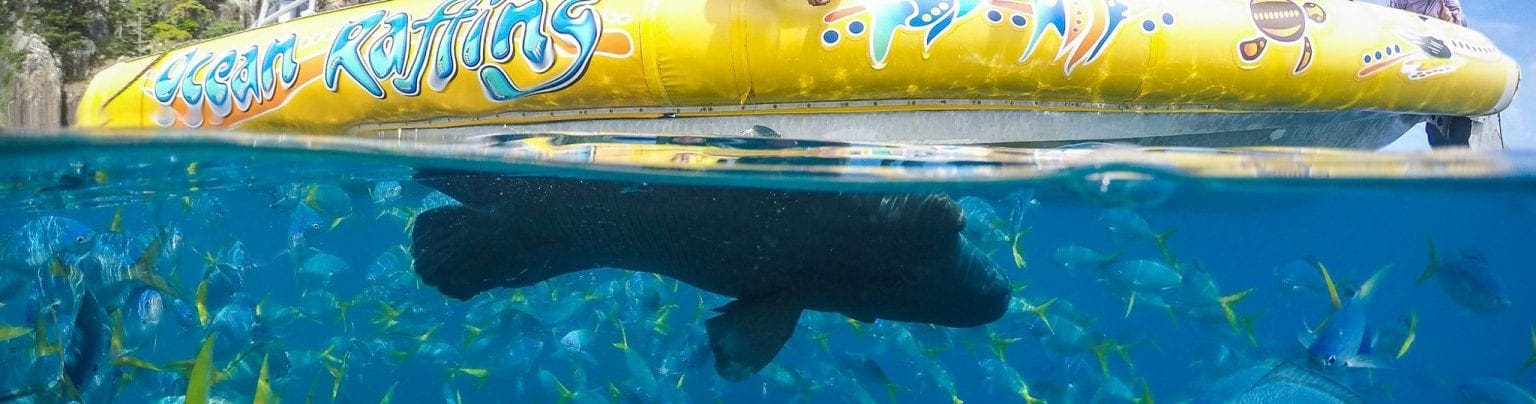 Maori Wrasse - The Friendliest Fish on the Reef - Ocean Rafting Website