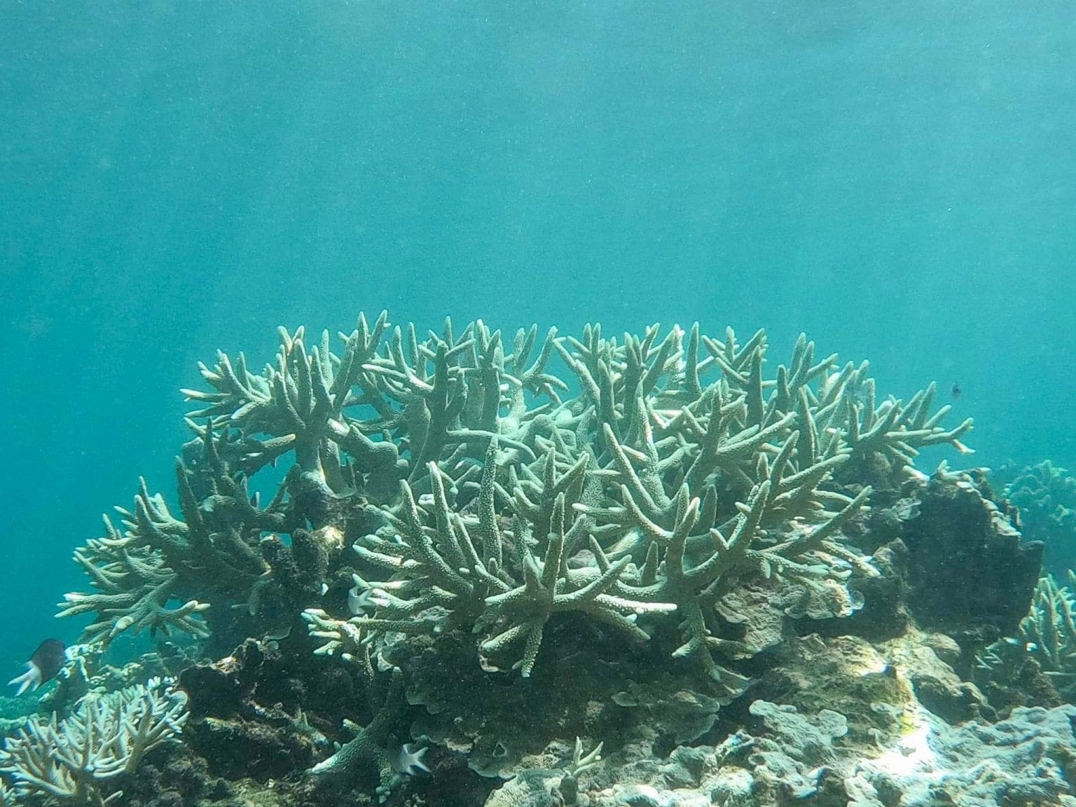 What is Coral Bleaching? - Ocean Rafting Website