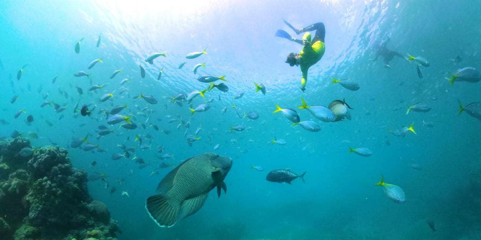 Maori Wrasse - The Friendliest Fish on the Reef - Ocean Rafting Website