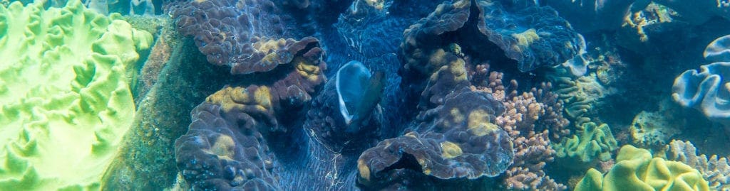 Giant Clam – The Monster Mollusc