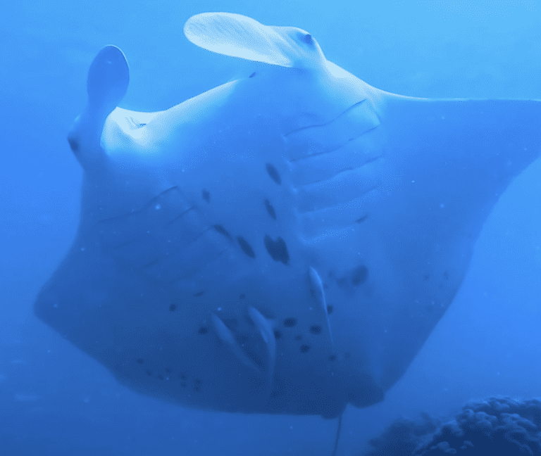 Project Manta and Whitsundays Manta Rays - Ocean Rafting Website