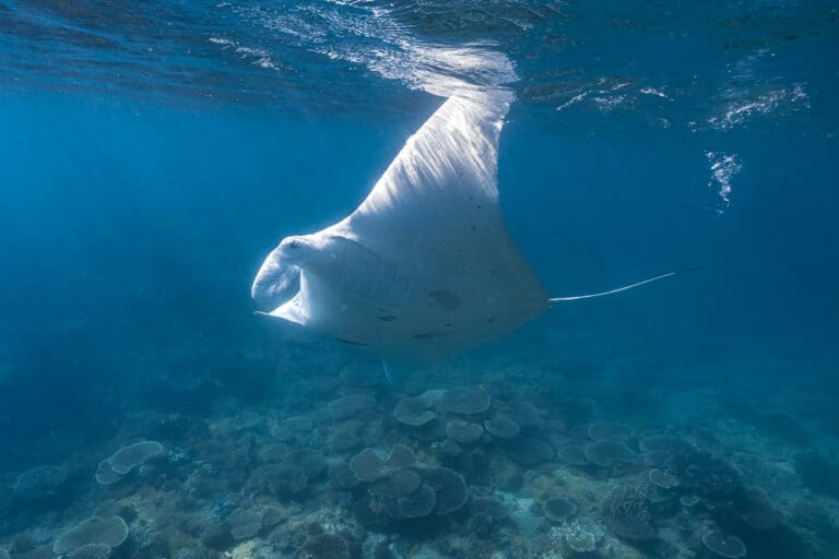 Manta Rays and Project Manta - Ocean Rafting Website