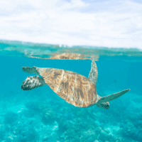Hamilton Island - Ocean Rafting Full Day Eco Adventure